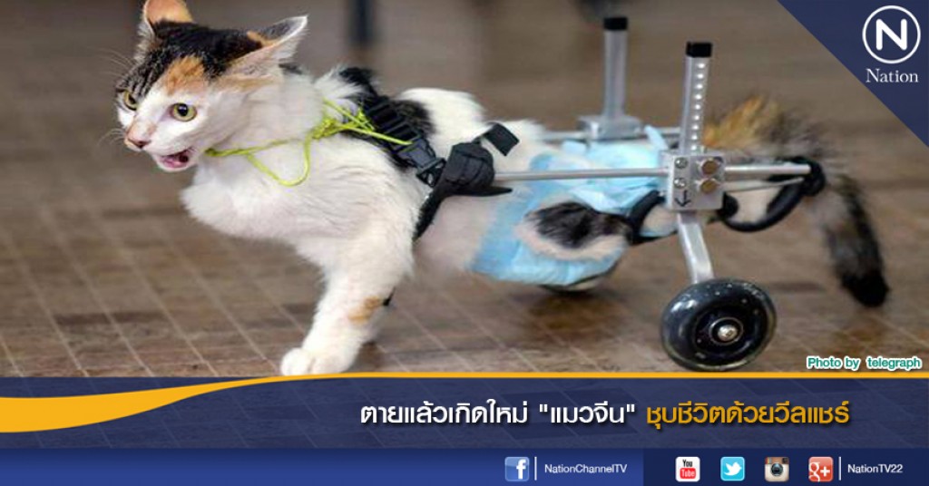ตายแล้วเกิดใหม่ "แมวจีน" ชุบชีวิตด้วยวีลแชร์