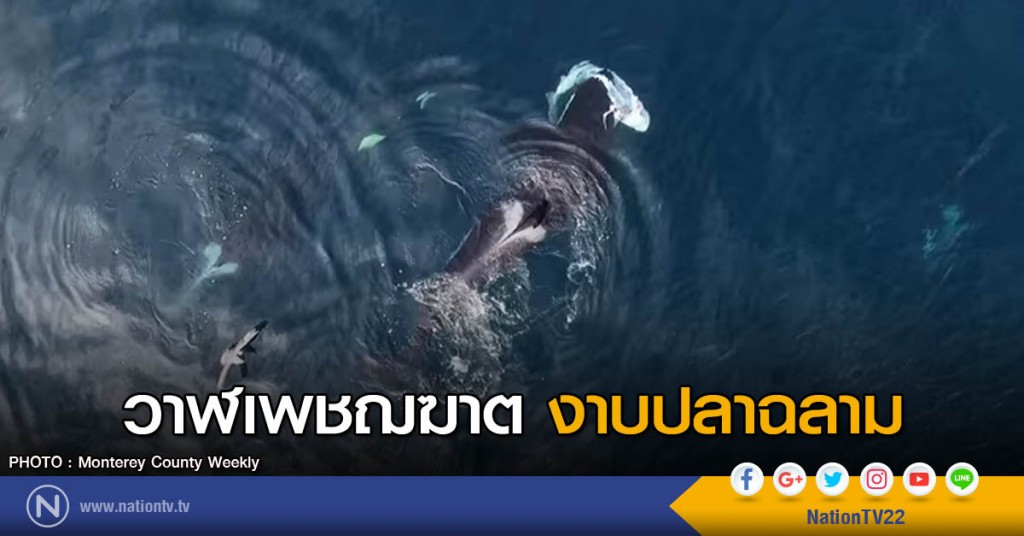 วาฬเพชฌฆาตงาบปลาฉลาม