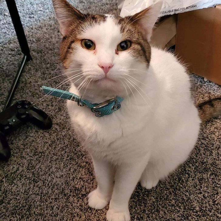 "Pop Cat" เกมจิ้มแมว สุดฮิตในโซเชียลที่กลายเป็นเกมสร้างความสามัคคีในชาติ