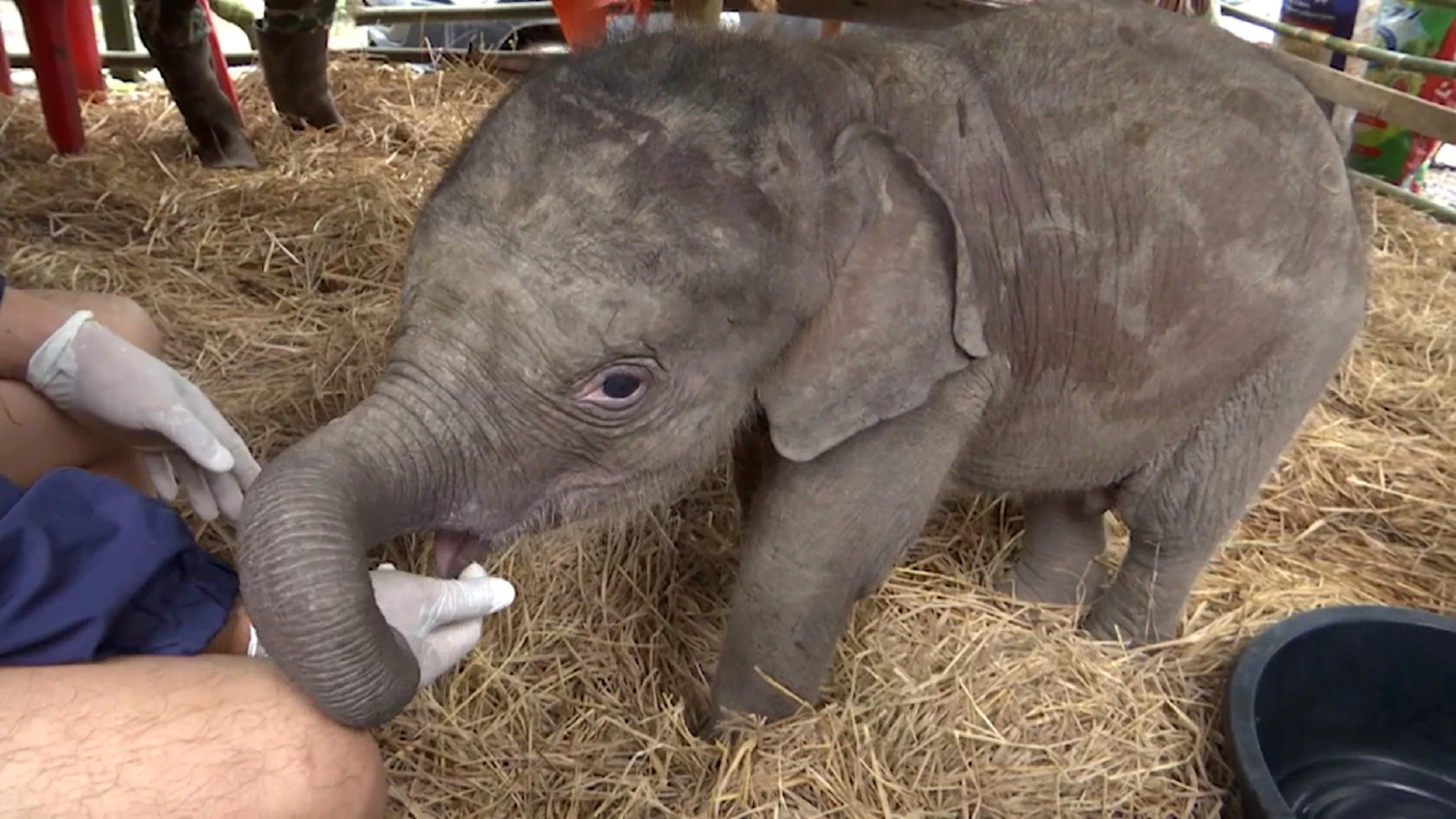 เจ้าหน้าที่เร่งช่วยเหลือ ลูกช้างป่าพลัดหลงแม่ สภาพอ่อนแรง มีบาดแผล