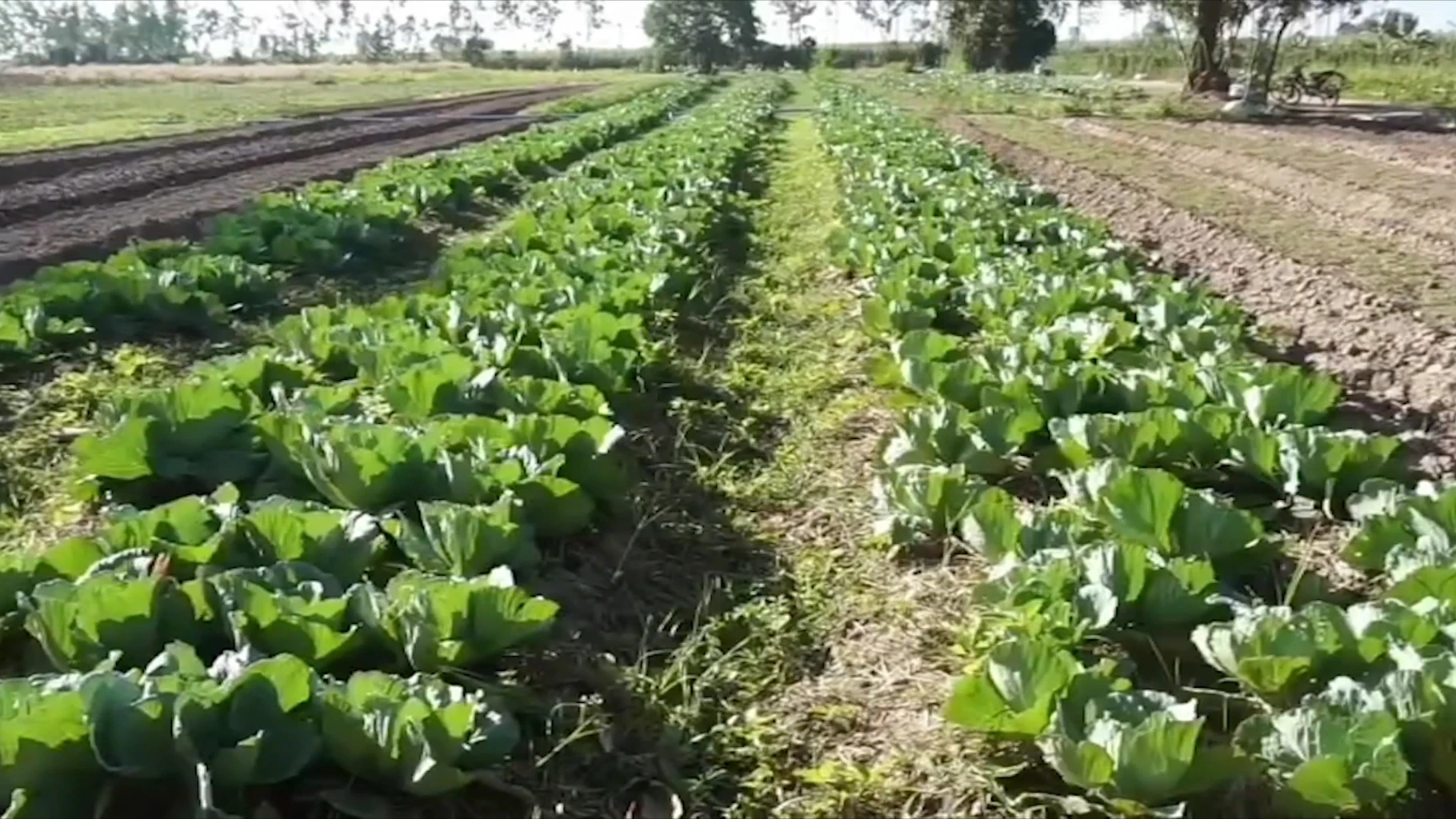 สวนผักเกษตรอินทรีย์ผลผลิตดี ซื้อง่าย-ขายคล่อง