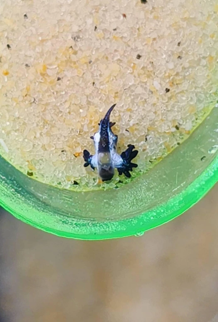 ห้ามจับเล่น เพจดังเตือน พบทากทะเลหายาก blue dragon ที่ภูเก็ต สวยอันตราย