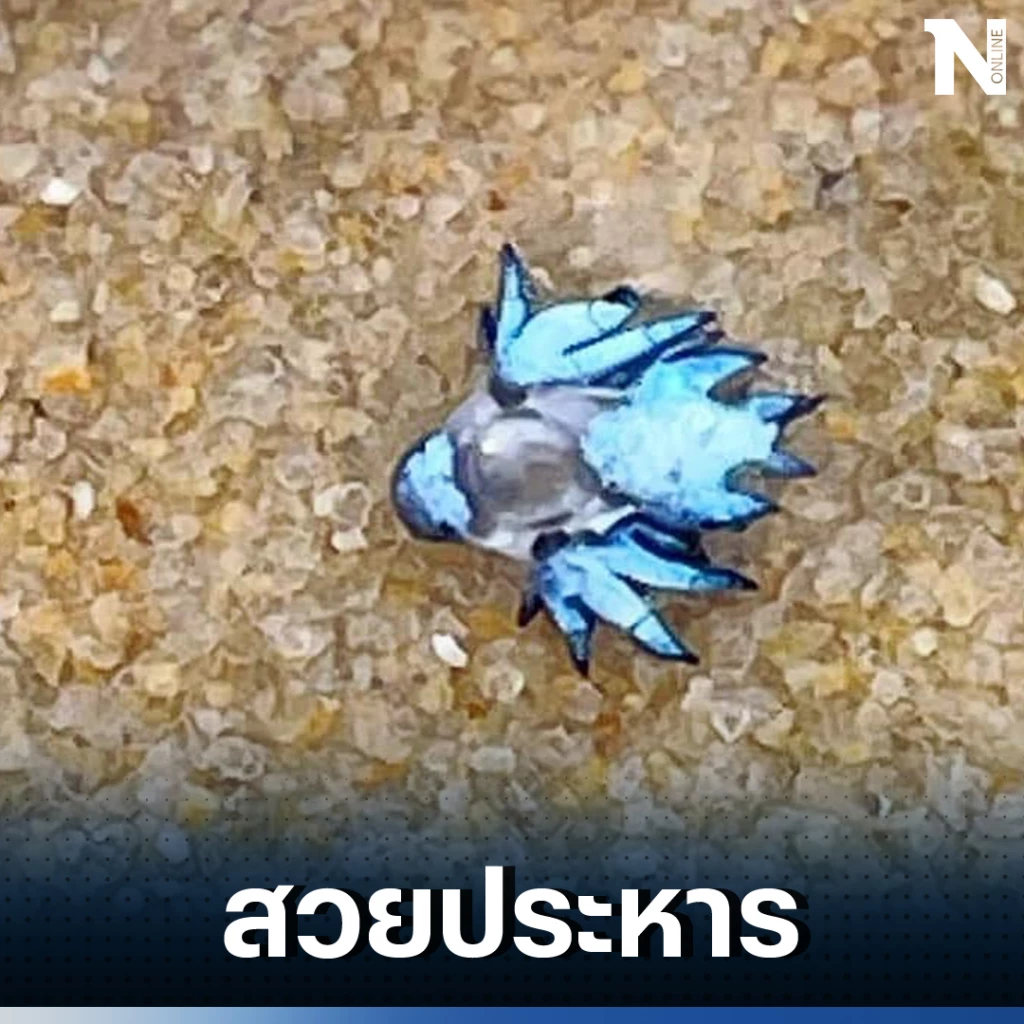 ห้ามจับเล่น เพจดังเตือน พบทากทะเลหายาก blue dragon ที่ภูเก็ต สวยอันตราย