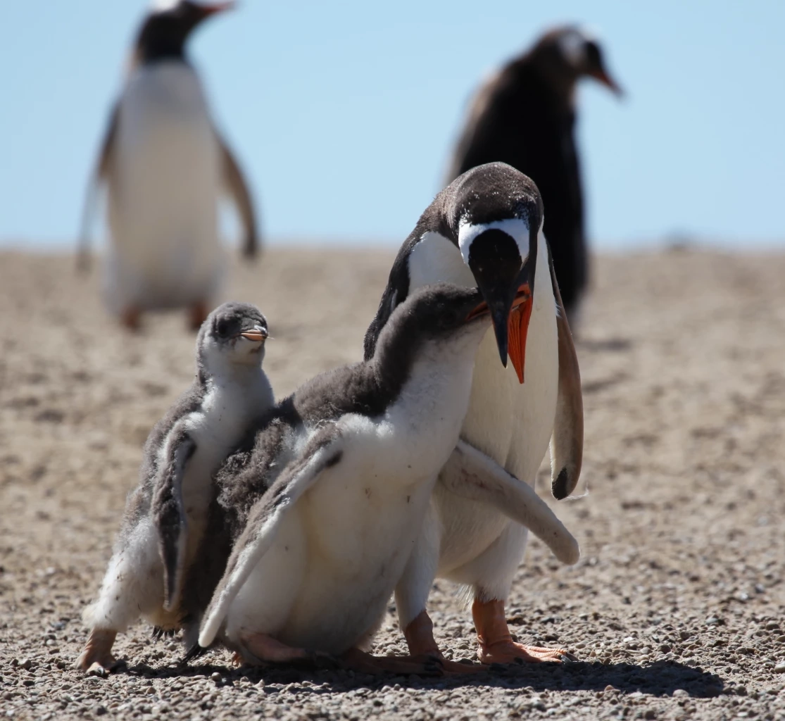ลุกลามถึงขั้วโลกใต้! ประชากรเพนกวินเสี่ยงติดเชื้อไข้หวัดนก