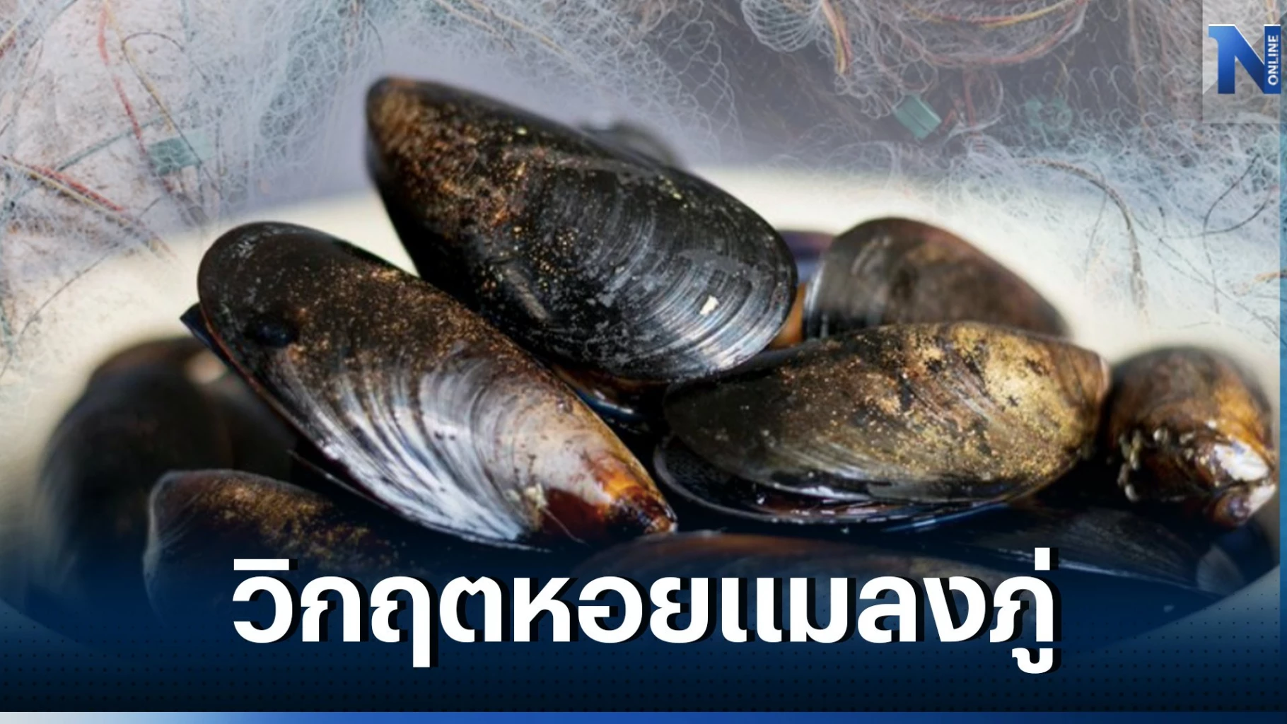 ทะเลเป็นพิษเพราะไมโครพลาสติก ทำหอยแมลงภู่เล็กลง