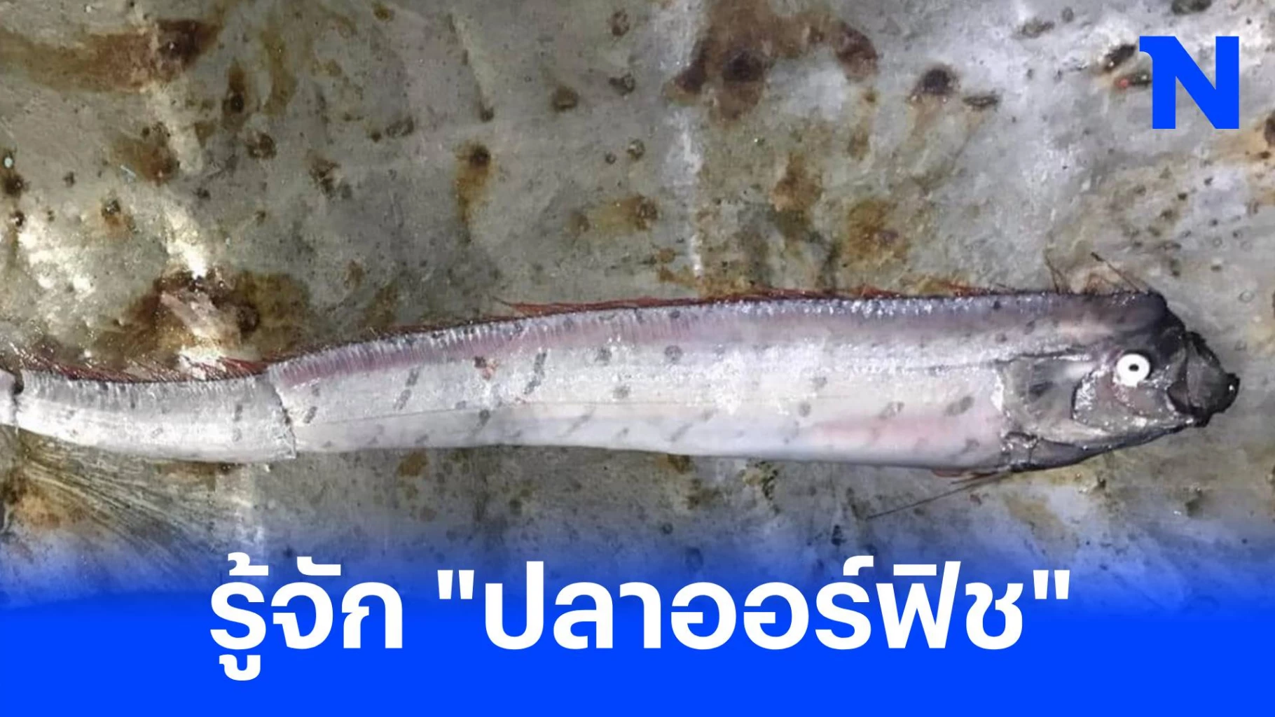 ดร.ธรณ์ ยืนยันพบ "ปลาออร์ฟิช" ที่สตูล แนะอย่าตื่นตระหนกโยง "แผ่นดินไหว"